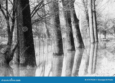 Trees Under Flood Stock Photo Image Of Areas Land Large 47479228