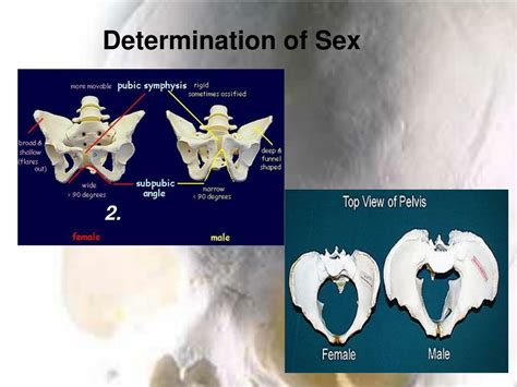 PPT Forensic Anthropology Studying Bones PowerPoint Presentation Free Download ID