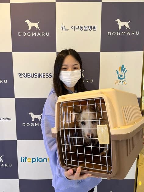 대구 2022 0235 하이브리드견 소라 책임분양 털빠짐없는브리티쉬숏헤어키우기 털빠짐없는스코티쉬폴드키우기 털빠짐없는러시안블루키우기 털빠짐없는강아지키우기 털빠짐없는고양이