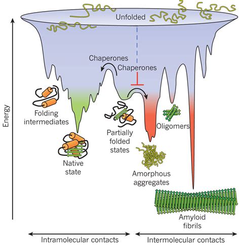 Competing Reactions Of Protein Folding And Aggregation Scheme Of The