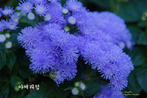 파란색 꽃의 종류와 이름 66종 네이버 블로그