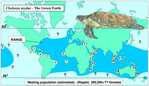 Green Turtle Habitat Green Turtle In Seagrass Smithsonian Ocean