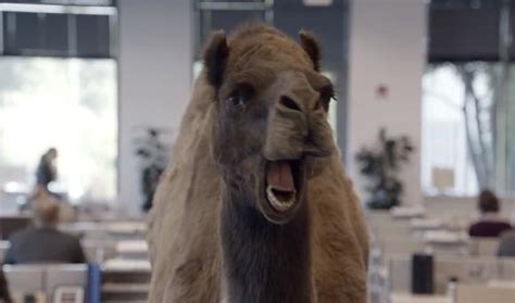 Hump Day Camel Blank Template Imgflip