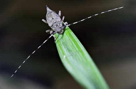 Зеленый жук с усами картинки и фото Poknok Art
