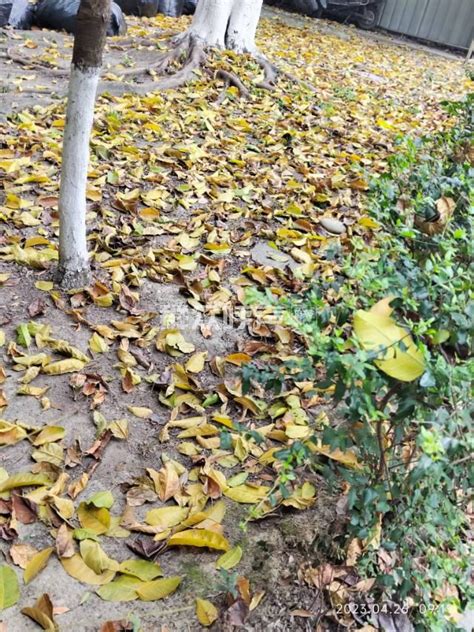 路面坑坑洼洼小区垃圾到处放 群众呼声 四川省网上群众工作平台 武侯区委书记