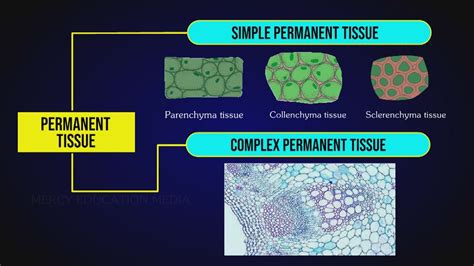 Ground Tissue Parenchyma Collenchyma Sclerenchyma
