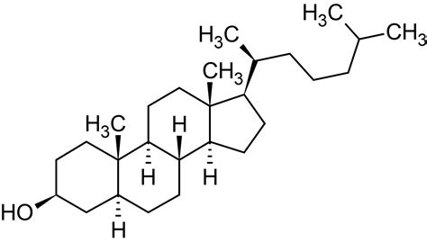 Coprostanol Cholesterol Derivative Cas 360 68 9 Ab143882 Abcam