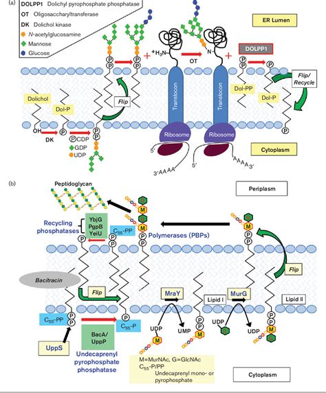 Undecaprenyl Pyrophosphate Semantic Scholar