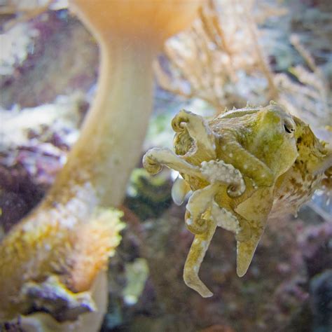 Dwarf Cuttlefish Critter Republic Dive Center
