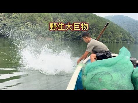 网到野生大巨物抄鱼瞬间江面沸腾起来人差点被拉下水太生猛了渔民阿欢 YouTube