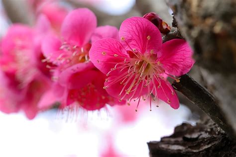 봄 꽃 매화 Pixabay의 무료 사진 Pixabay