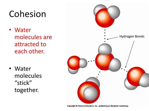 Ppt Properties Of Water Powerpoint Presentation Id2370697