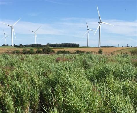 Unique Treatment Of Combined Sewer Overflows Prior To Discharge Arm Reedbeds