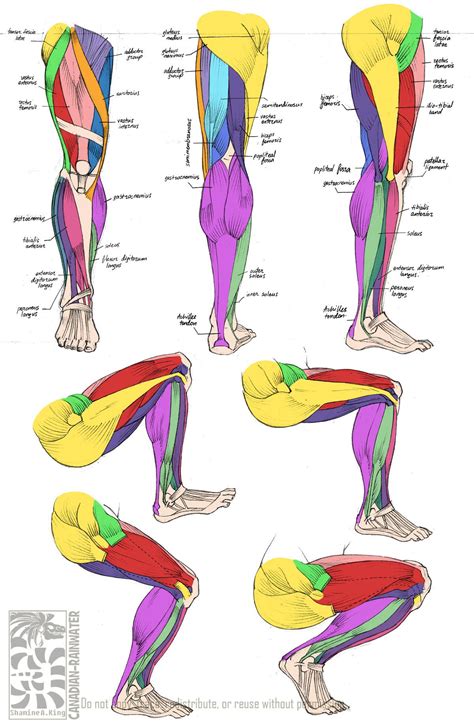 Leg Muscles Diagram Anatomy Drawing Body Anatomy Human Anatomy Drawing