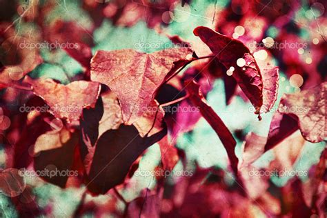 Red Leaves Of Cherry Tree Stock Photo 50906367