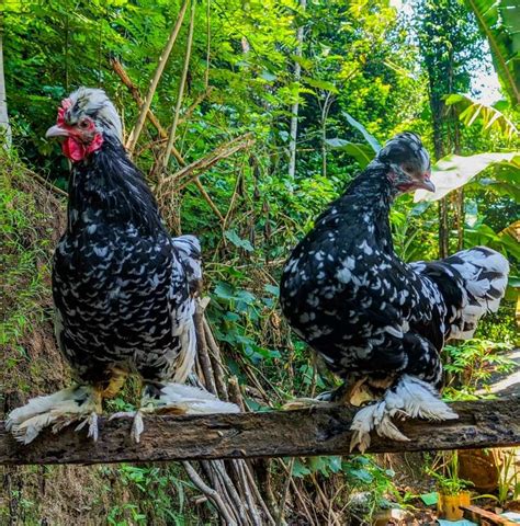 මාතලේ ගම් 🐓🐣🐥🐥🐓🐥🐥🐣🐓පැටවුන් මාස 6 වයස ගම් කිකිළි හා කුකුල්ලු 2 විකිණීමට