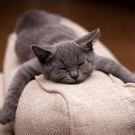 Sleepy Cat Meme Generator Imgflip