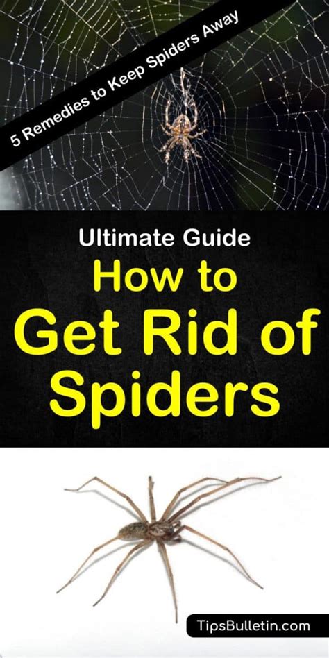 5 Simple Solutions To Get Rid Of Spiders