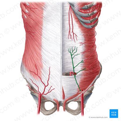 Inferior Epigastric Artery Anatomy Inferior Epigastric Artery
