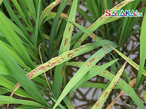Rice Blast Disease Causes Symptoms And Prevention