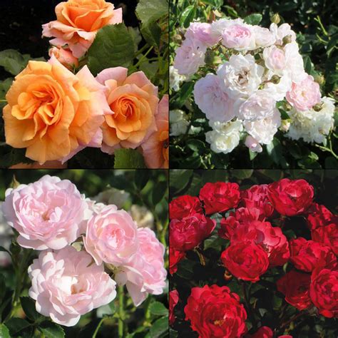 Rosa Polyantha Roses Boething Treeland Farms