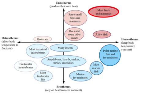 Metabolism Temperature And Scaling Flashcards Quizlet