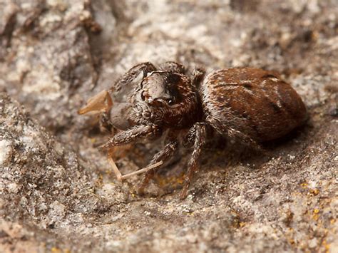 Evarcha Evarcha Proszynskii Bugguide Net