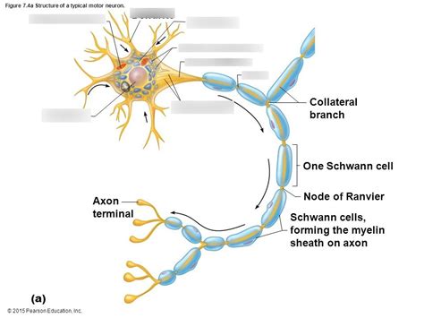 Structure Of A Typical Motor Neuron Part 1 Diagram Quizlet