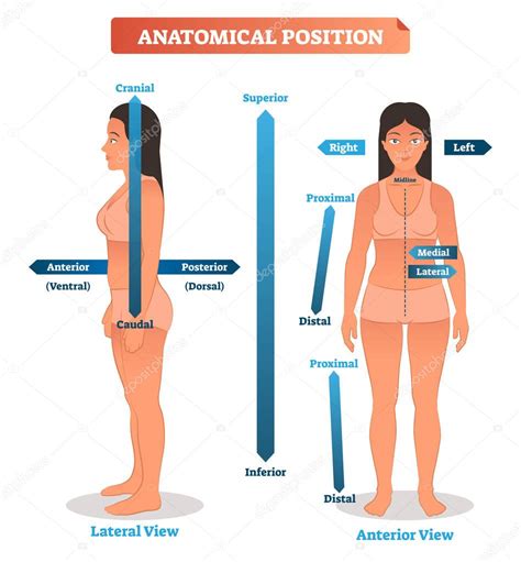Posiciones anatómicas ilustración vectorial Esquema de localizaciones