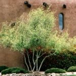 Forestiera Neomexicana New Mexican Olive Flagstaff Native Plant And