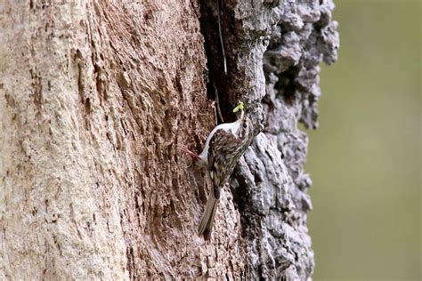 Common British Birds Treecreeper To Yellowhammer