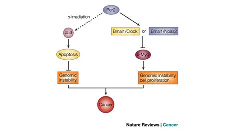 A Model For The Role Of Per2 In Tumour Suppressioncore Circadian Gene