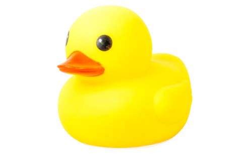 Duck Pngs For Free Download