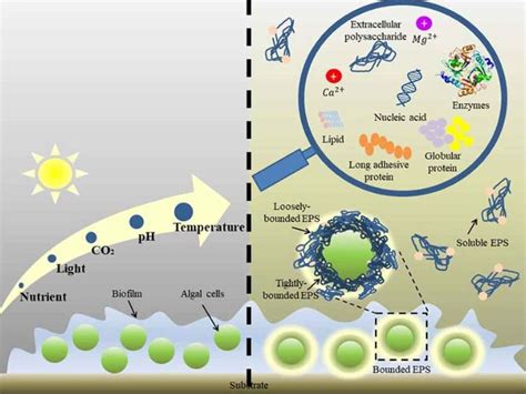 Microalgae Eps Biotechnology Sustainability Environmentalscience