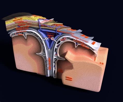 Artstation Brain With Meninges Labelled Detail 3d Model Resources