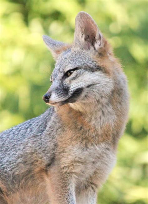 Gray Fox Facts A Common But Elusive Nocturnal American Canid