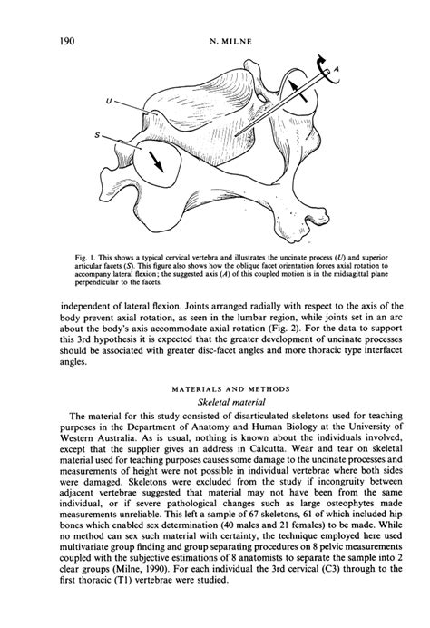 Uncinate Process Vertebra