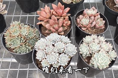 基地配货多肉品种样式多英子随手搭配5棵也能美出新高度 凤凰网视频 凤凰网