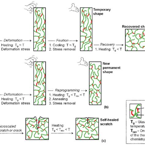 Mechanism Schemes Of A Shape Memory B Shape Reprogrammability And Download Scientific