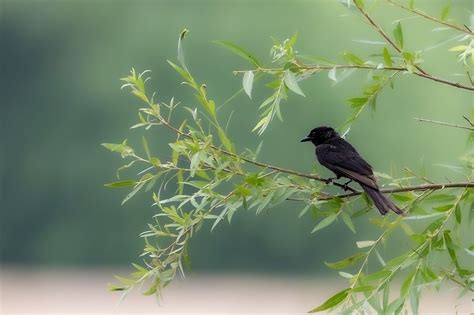 검은바람까마귀 동영상