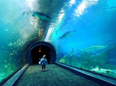 Vancouver Aquarium Acquired By Us Theme Park Operator Urbanized