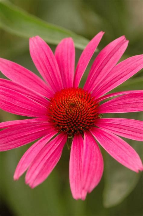 Echinacea Purpurea Ruby Star Ruby Star Purple Coneflower From Willowbrook Nurseries