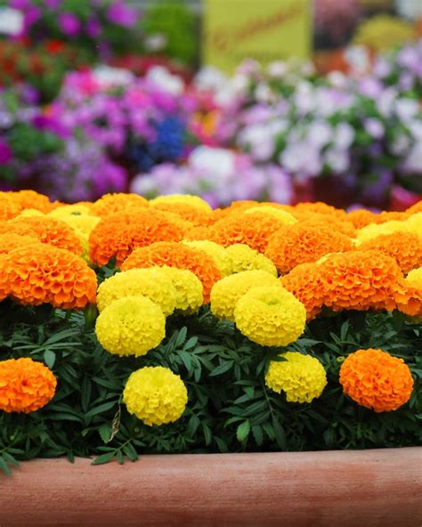 African Marigold Tagetes Erecta