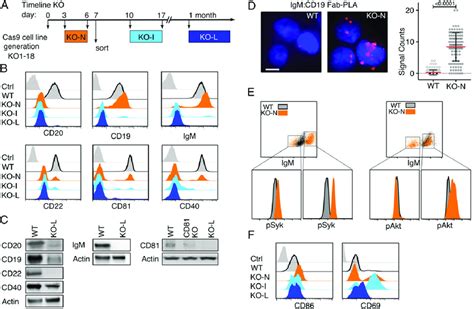 Loss Of Cd20 Results In Altered Expression Of B Cell Surface Markers Download Scientific