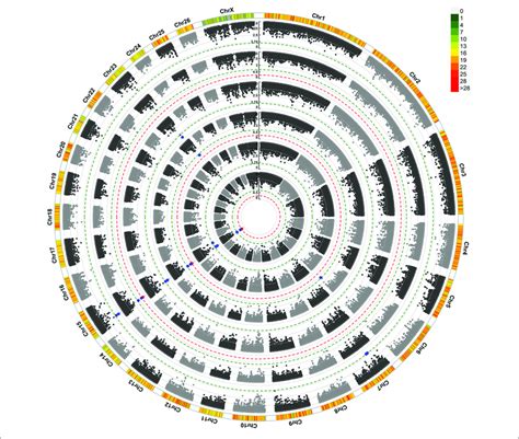 Circular Manhattan Plot For Associations Of SNP With Ewe Composite Download Scientific