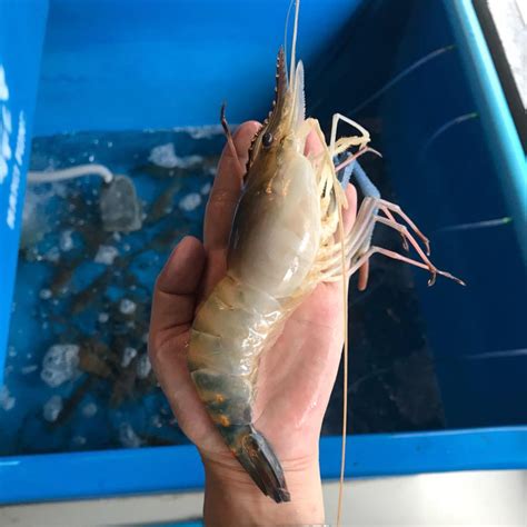 เฮงเฮง ขายส่งอาหารทะเลซีฟู้ด สดและแช่เข็ง