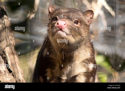 Spotted Tailed Quolls Are Marsupials Which Have Rich Red To Dark Brown