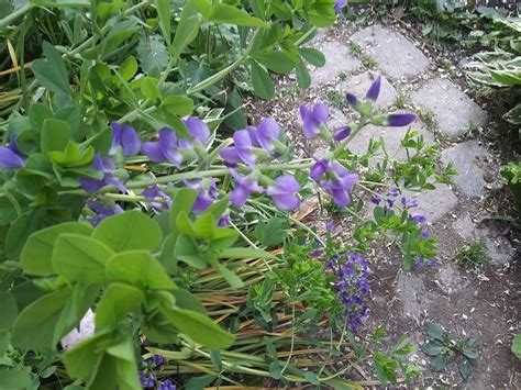 Addicted To Gardening I Planted A Baptisia Blue Wild Indigo In This