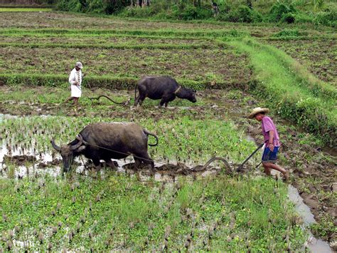 Rice Fields Philippines