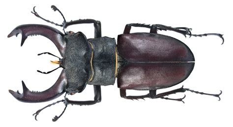 Lucanus Cervus